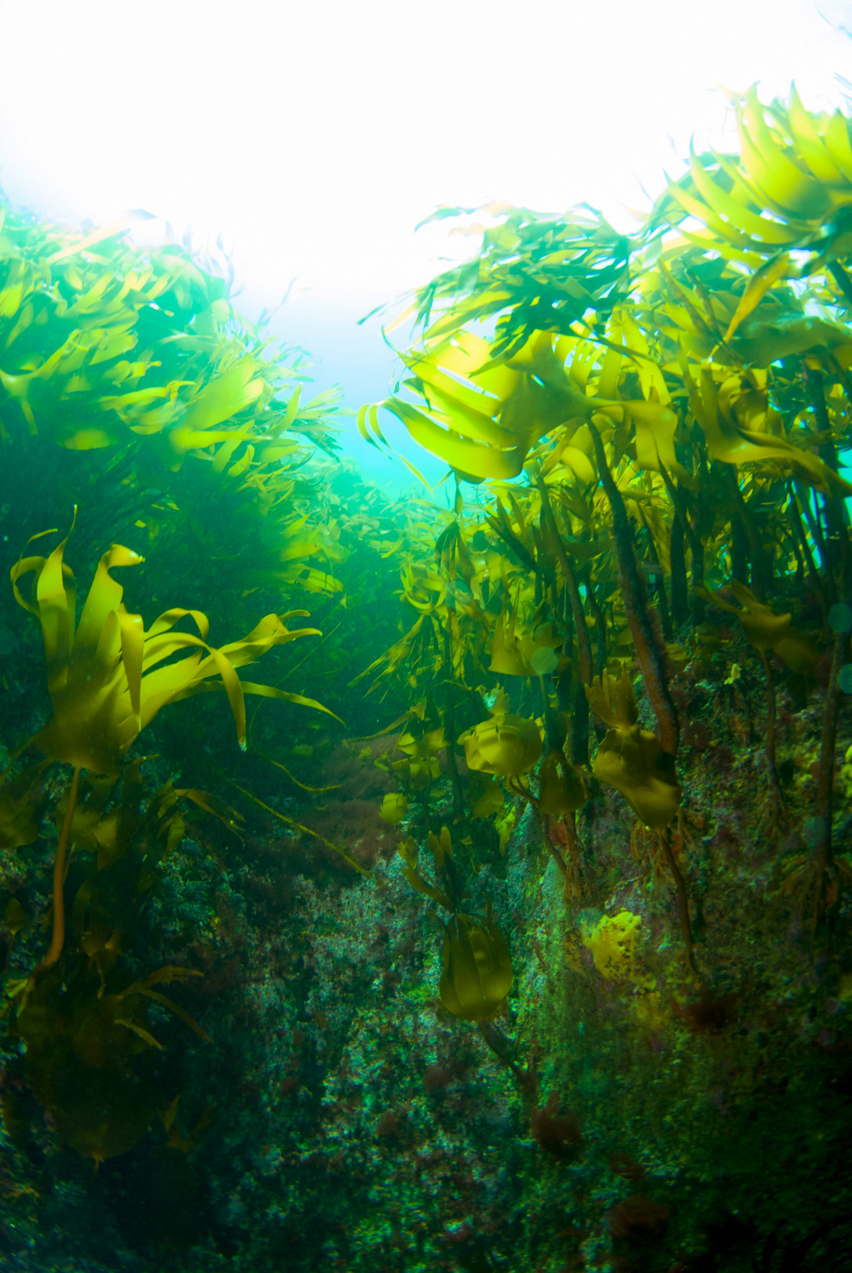 Kelp classfied as traditional food — Alginor