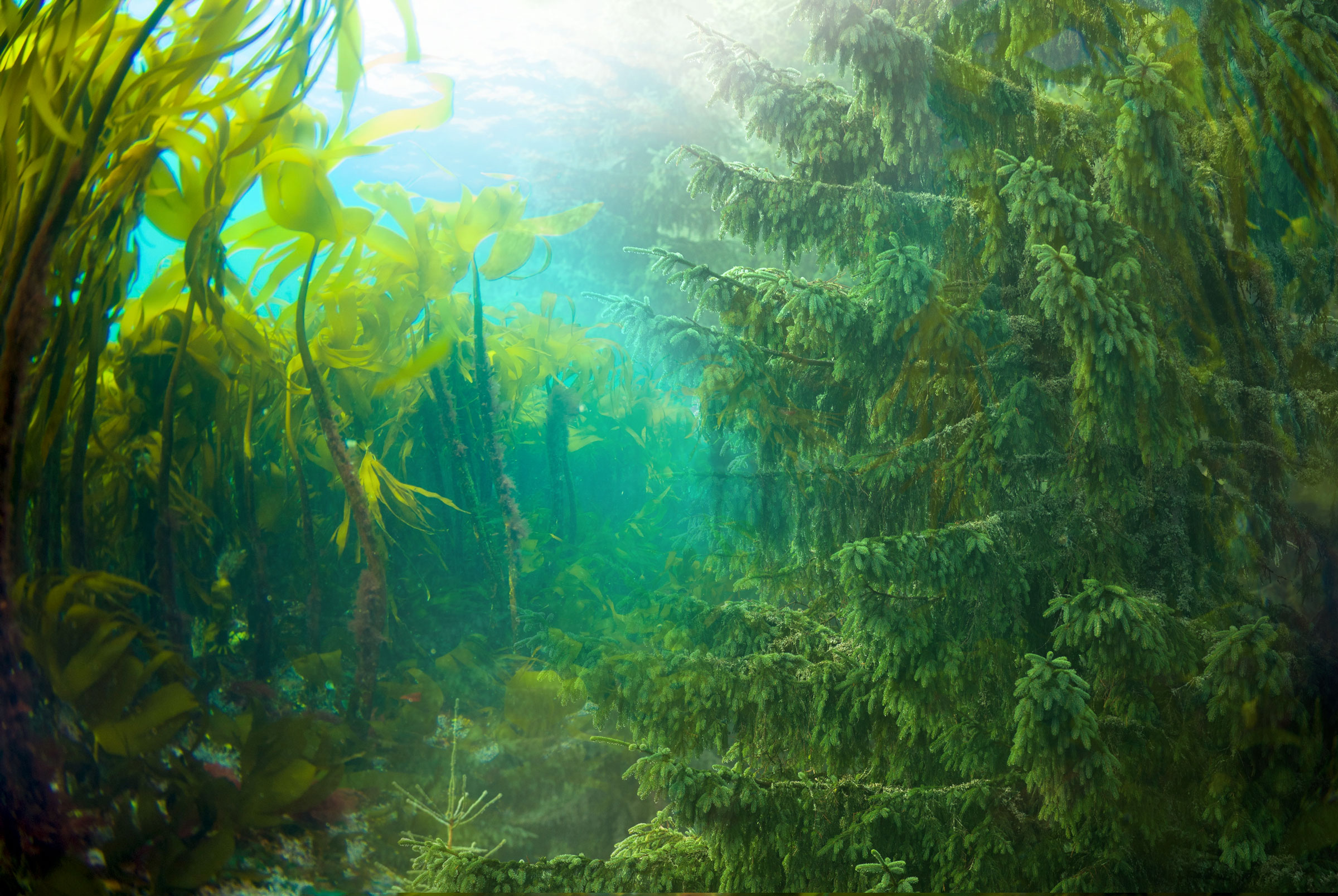 A major green deal for Alginor — Alginor