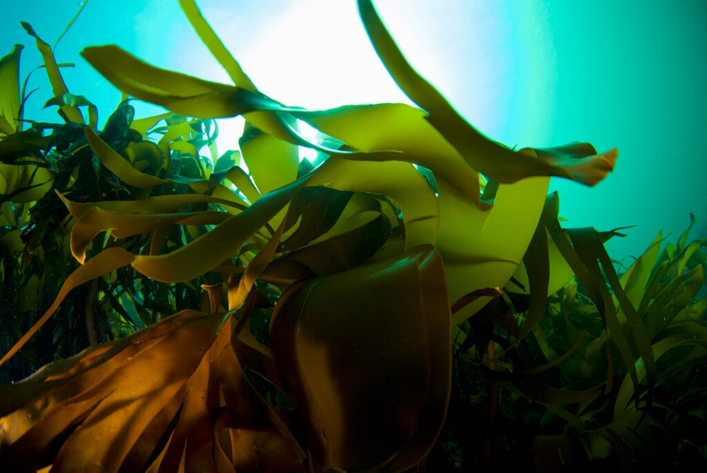 A Norwegian green push for seaweed — Alginor